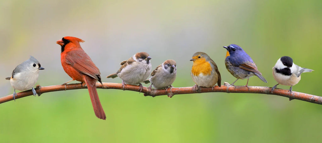 HIXX-Bird Feeder Camera